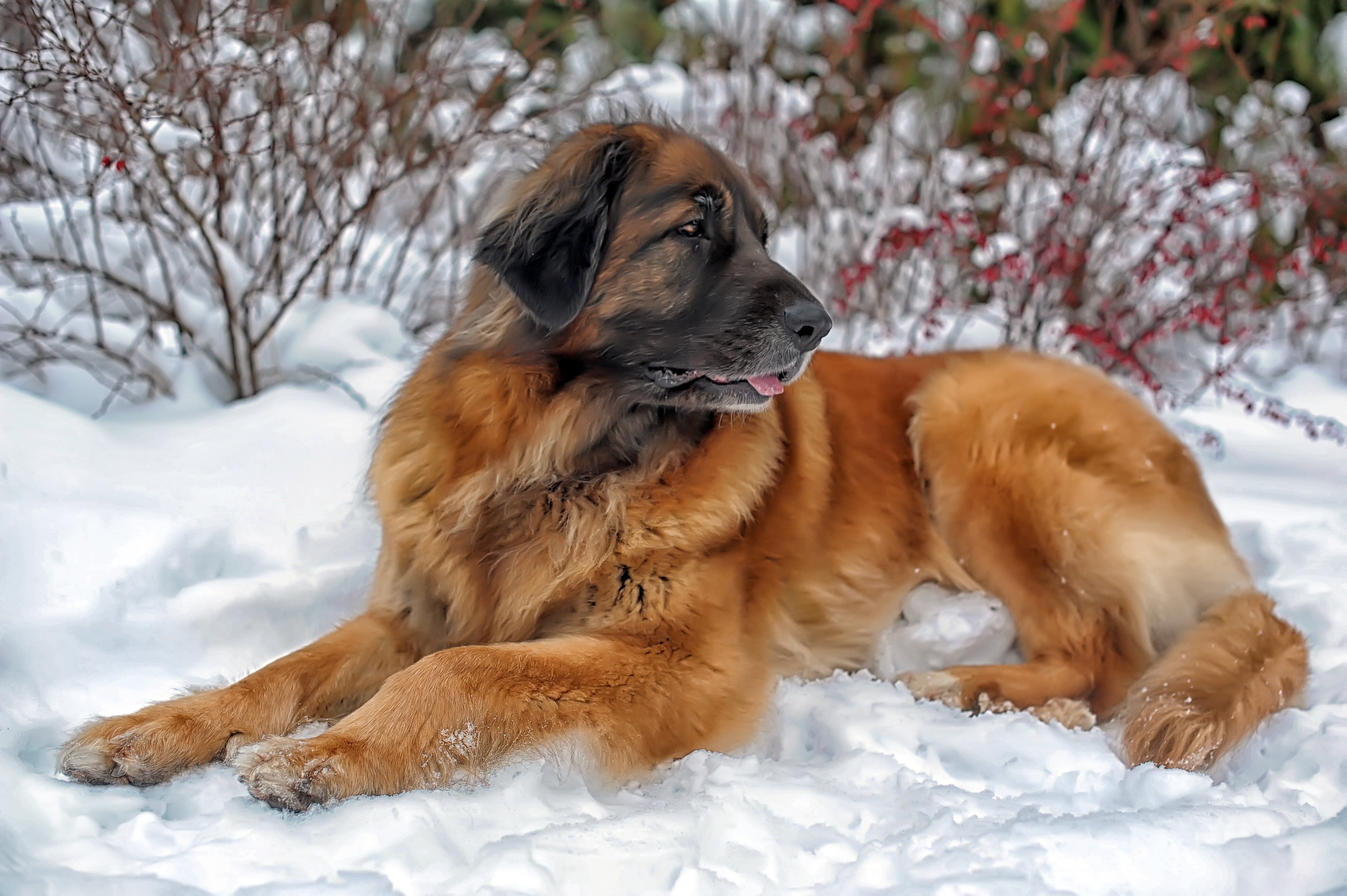 Leonberger Cross Rottweiler