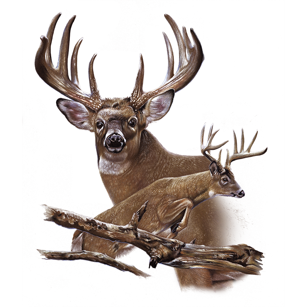 Home › Wildlife Fabric, Deer Fabric, Custom Print Panel, Hunting Fabric ...