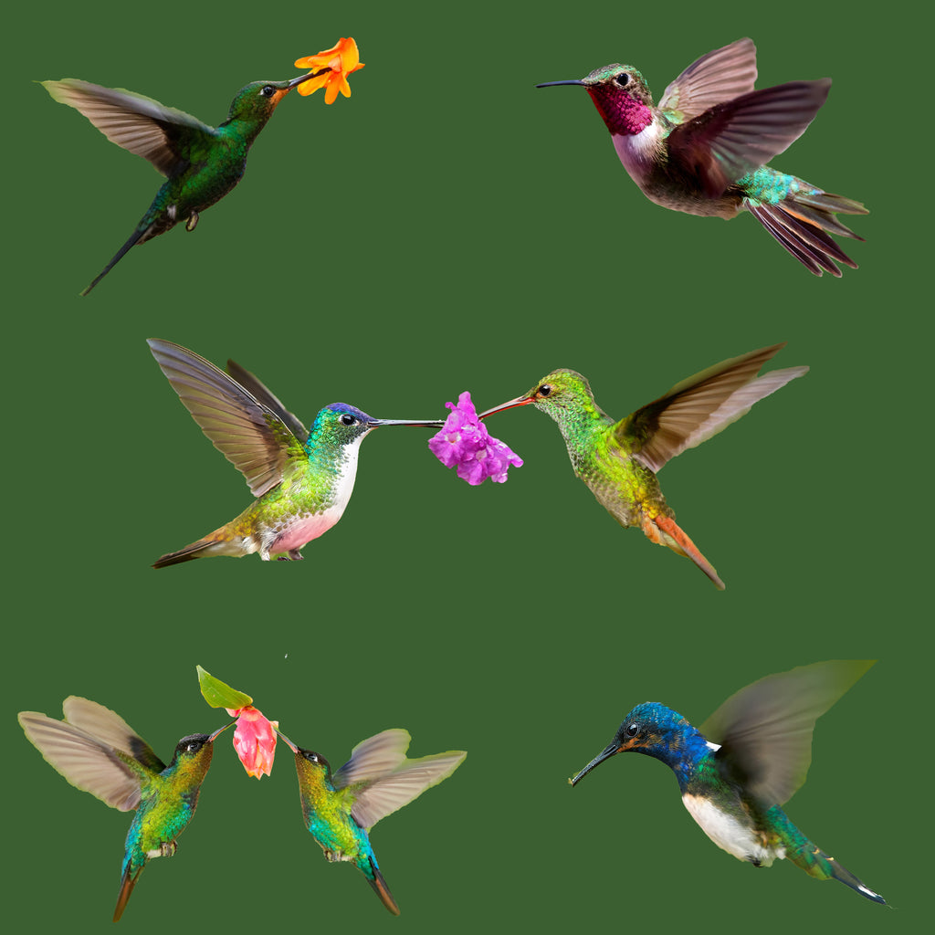 Home › Bird Fabric, Little Hummingbird Fabric, Cotton or Fleece 1776